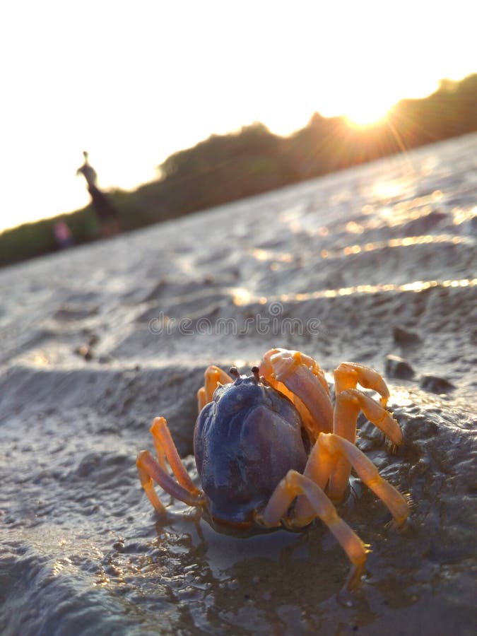 Red crab at the sunset stock image. Image of seafood - 188684431