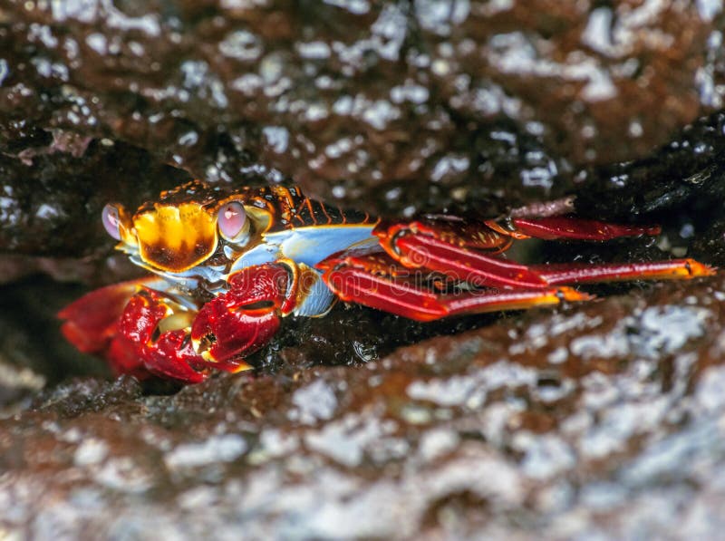 A Red Crab, Under Rocks, in Galapagos, Ecuador. Stock Image - Image of ...