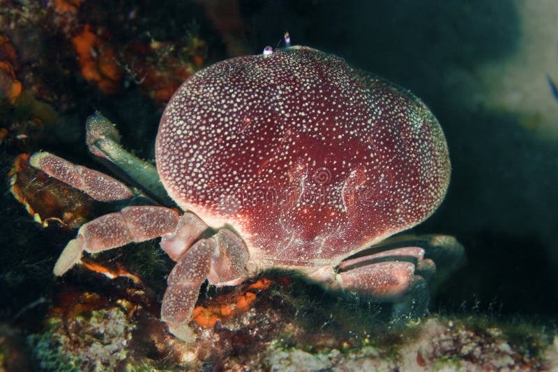 Red crab underwater stock photo. Image of animal, decorative - 11929162