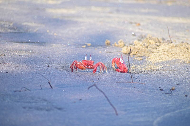 Red crabs on a beach. stock image. Image of flower, water - 398990299