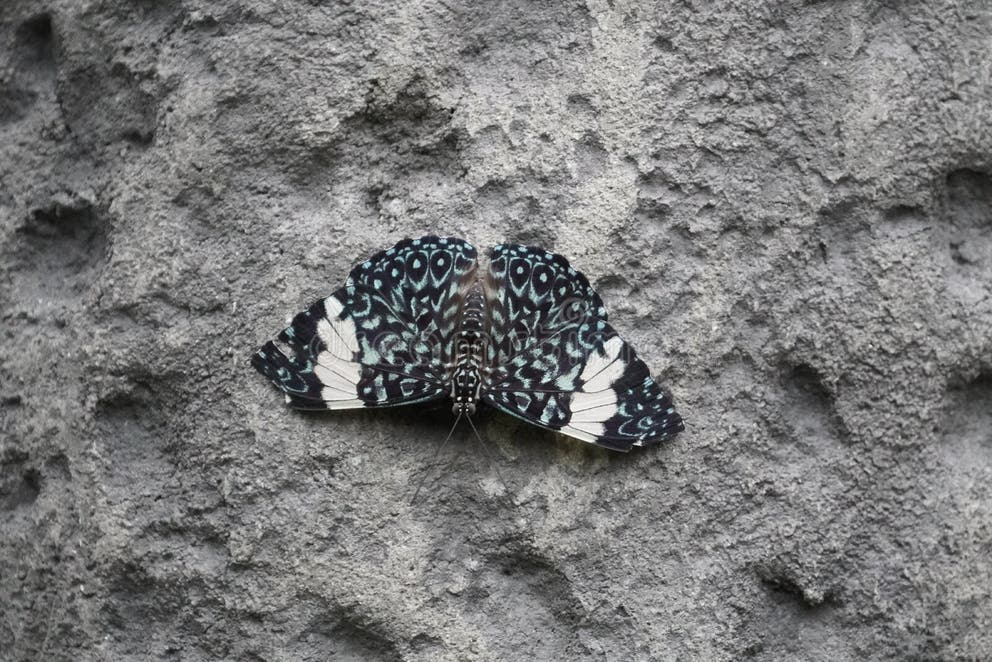 Red Cracker Resting on the Floor Stock Photo - Image of hamadryas ...
