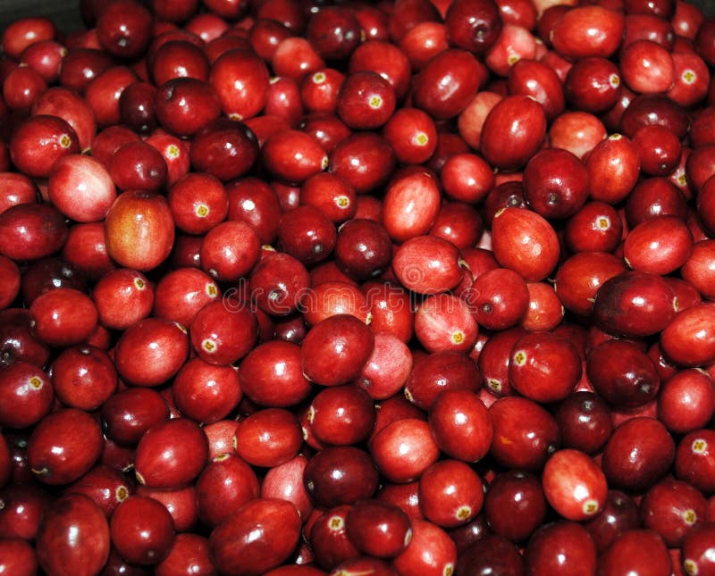 Red Cranberries stock photo. Image of health, drink, graphics - 26977652