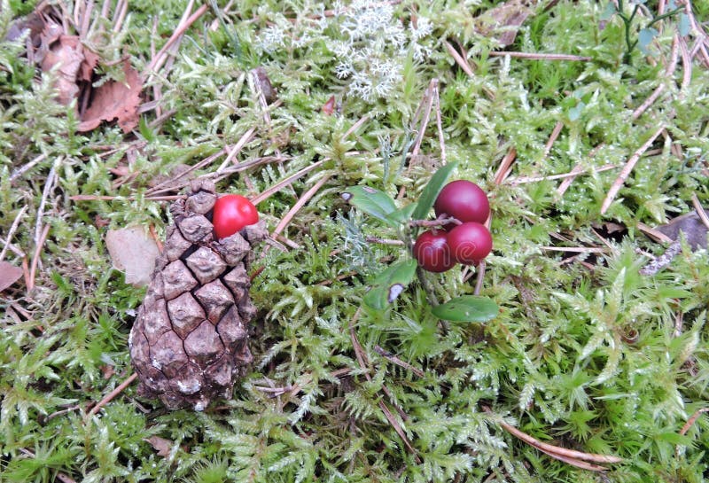 Red Ripe Cranberry and Conker, Lithuania Stock Image - Image of conker ...