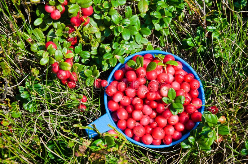 Red Cranberries in the Cup in the Nature Near the Cranberries Bu Stock ...