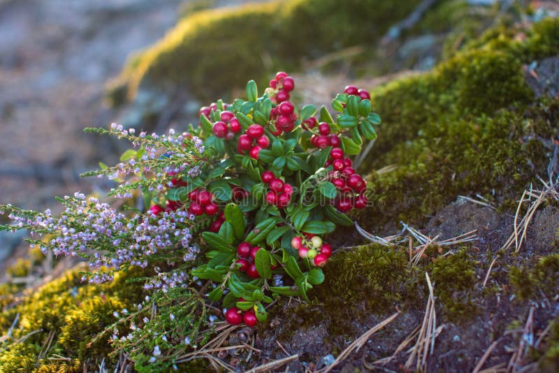 Red Cranberries Growing in the Wild Forest. Stock Photo - Image of ...