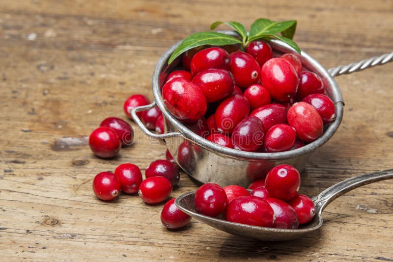 Red cranberries stock photo. Image of cranberries, fruit - 37054322
