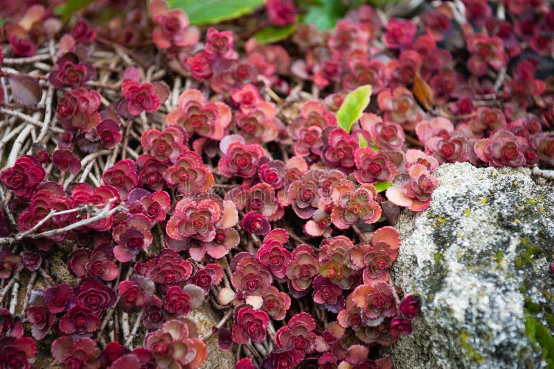 Red Crassula stock photo. Image of countryside, beauty - 34404258