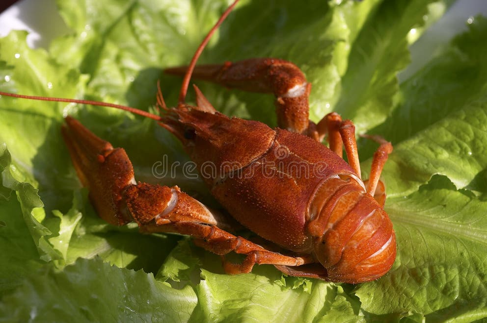 Red crawfish stock photo. Image of close, lettuce, russia - 1351284