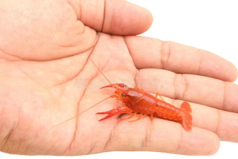 Red Crayfish in hand on stock photo. Image of cooked - 92190670