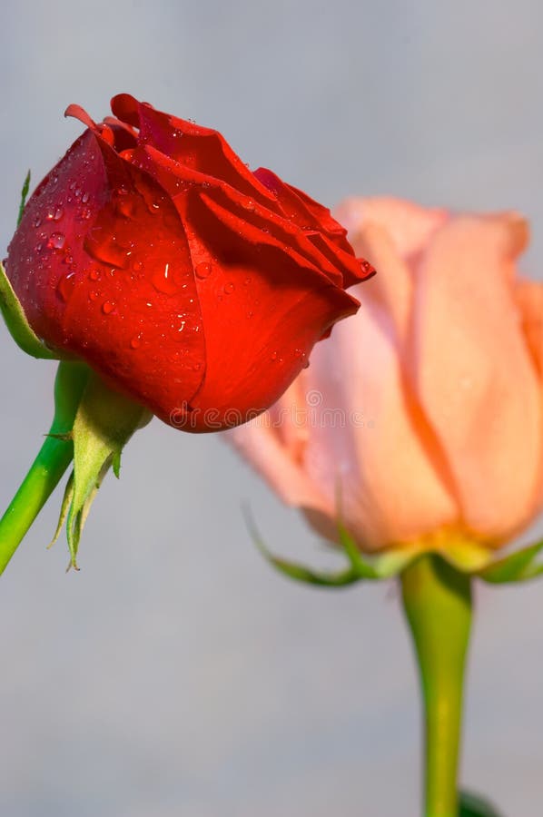 Red and cream roses (DOF) stock image. Image of flower - 729555