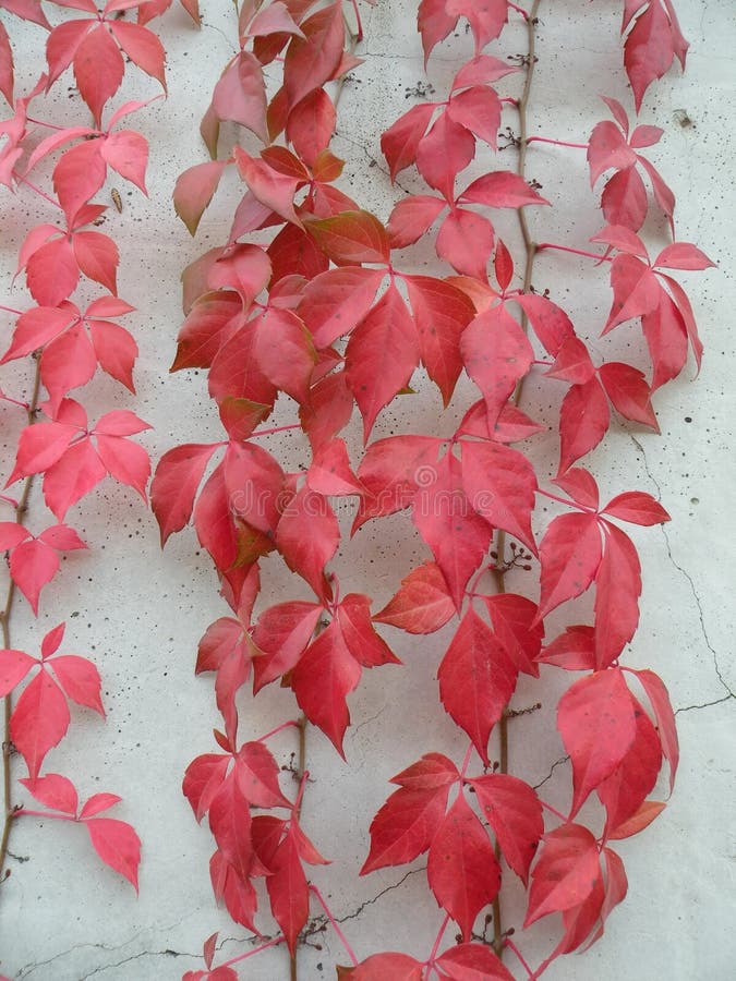 Red Creeper stock photo. Image of texture, object, leaves - 10816684