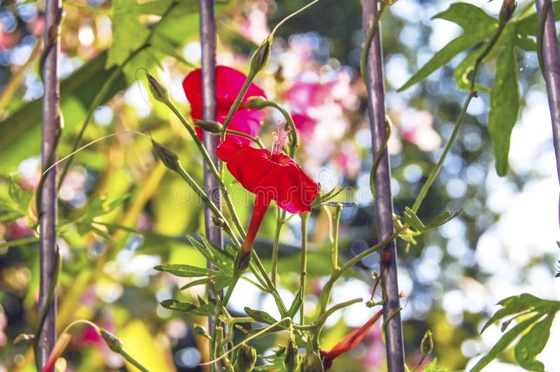 Red creeper flower stock photo. Image of bloom, isolated - 37965666