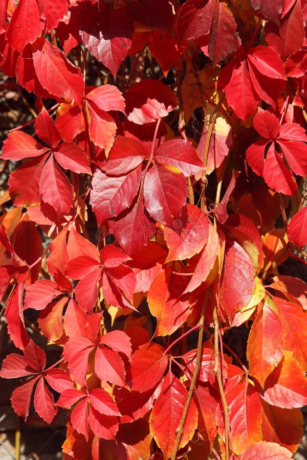 Red Creeper Leaves in Autumn Stock Photo - Image of autumn, colors ...