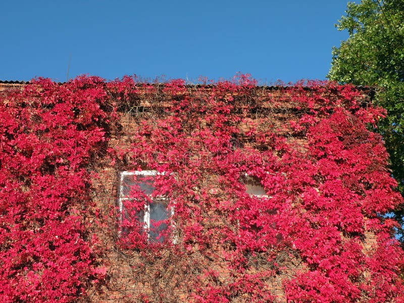 Red creeper stock photo. Image of white, abstract, creeper - 11168702