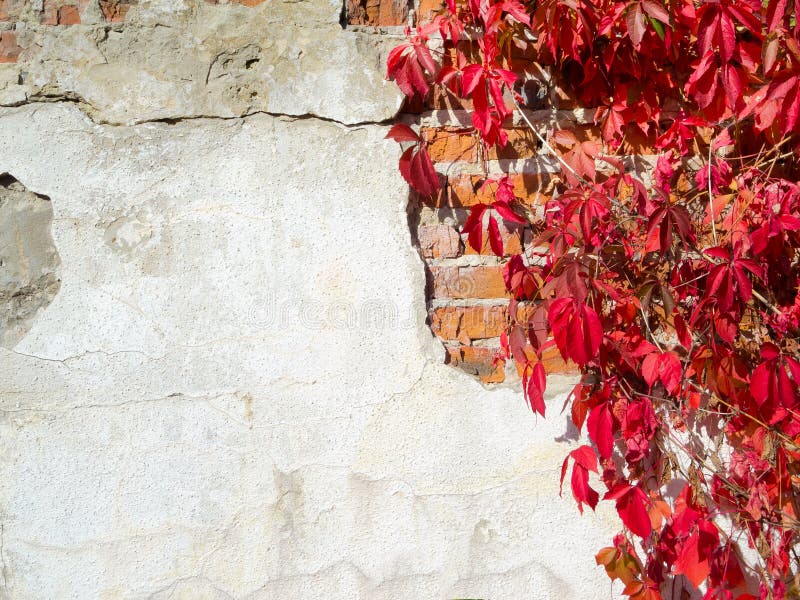 Red creeper plant on wall stock image. Image of botanical - 21344011