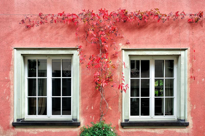 The Red Creeper Plant on the Wall Stock Photo - Image of bush, flower ...