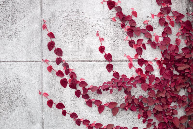 Creeper, Weed. Creeper, Vine, Climber, Rambler, Runner. Plant that ...