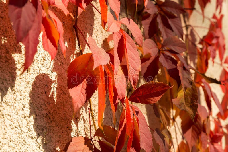 Red creeper stock image. Image of leave, colourful, brilliant - 102228117