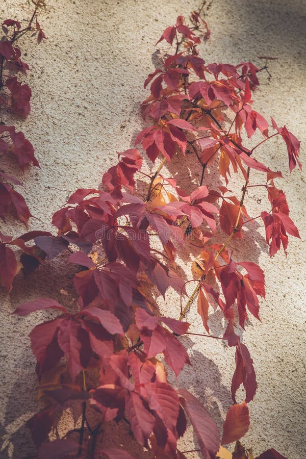 Red creeper stock image. Image of turned, leaf, turn - 102228289