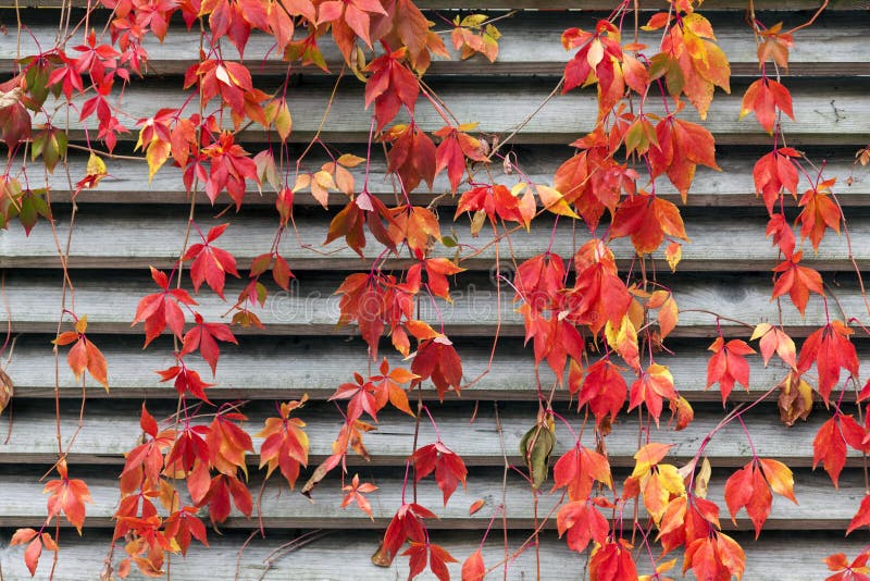 Red Creeper on Wooden Wall at Autumn Stock Image - Image of texture ...