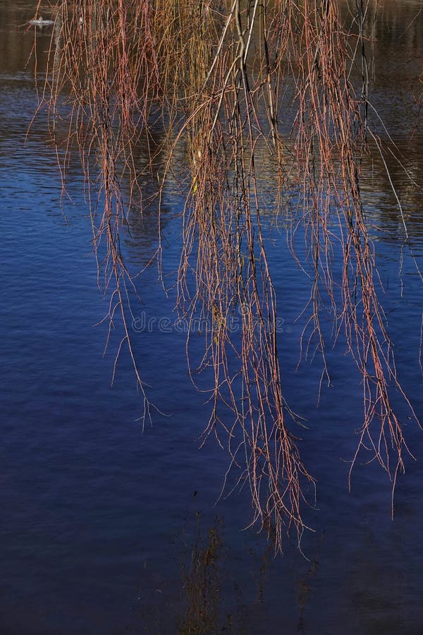 Red Cress Willow on One Side of Morarilor Lake in Bucharest Stock Photo ...
