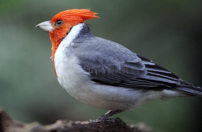 Red Crested Cardinal on Fence in Kauai Stock Photo - Image of head ...