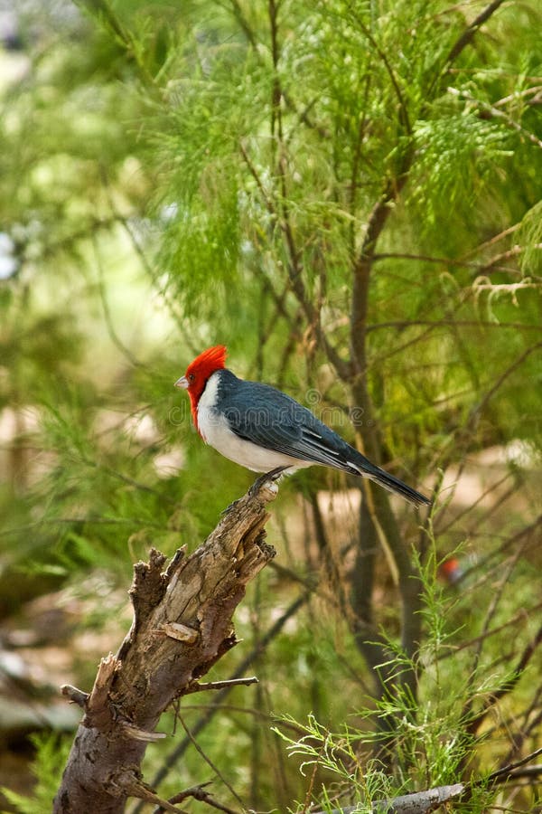 Red-Crested Cardinal in Oahu, Hawaii Stock Photo - Image of coronata ...