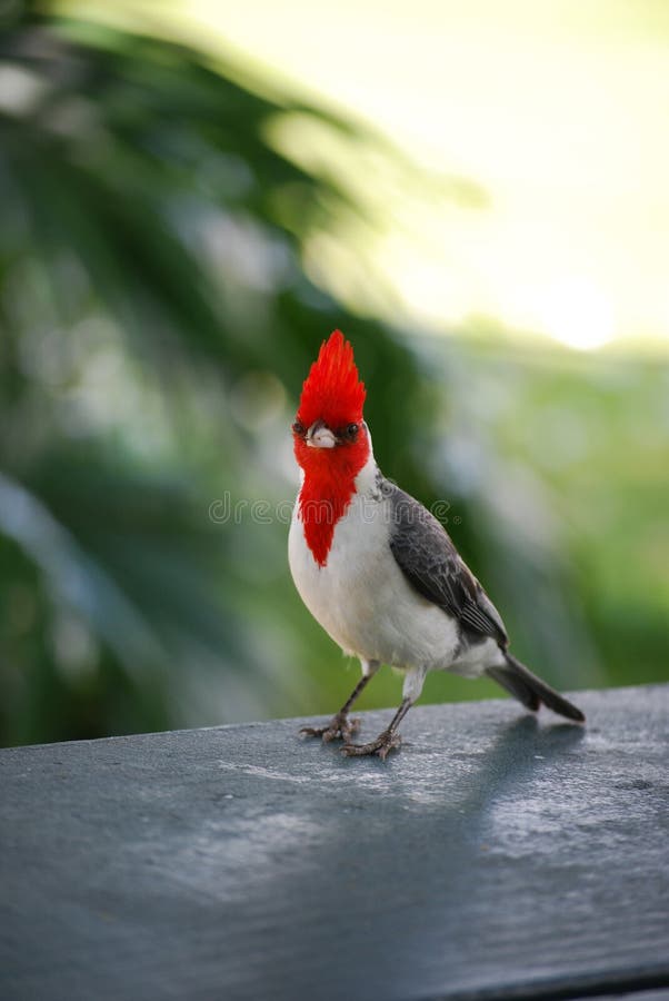 Red Crested Cardinal Bird Standing on a Railing Stock Photo - Image of ...