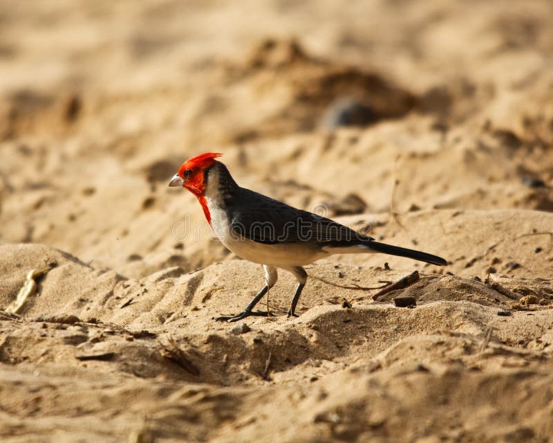 Red Crested Cardinal on Maui Stock Image - Image of maui, bird: 28639653