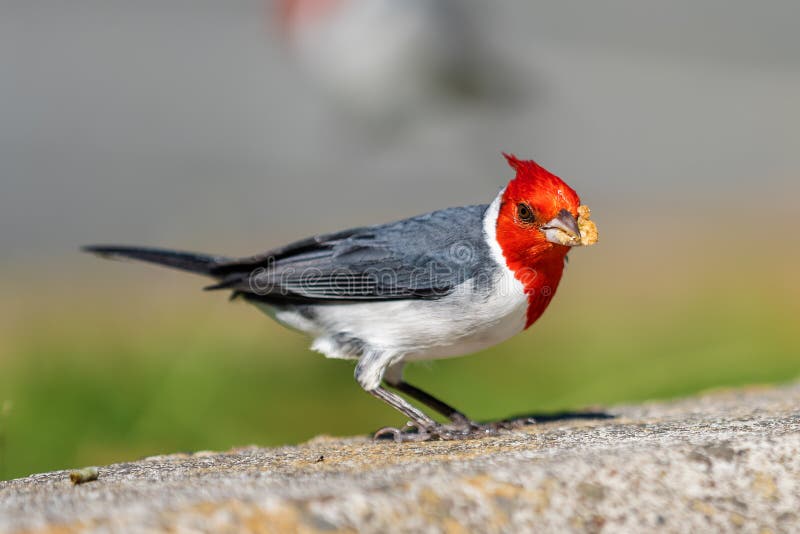 Red-crested Cardinal on Oahu, Hawaii Stock Photo - Image of oahu ...
