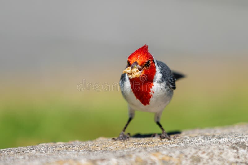 Red-crested Cardinal on Oahu, Hawaii Stock Photo - Image of beautiful ...