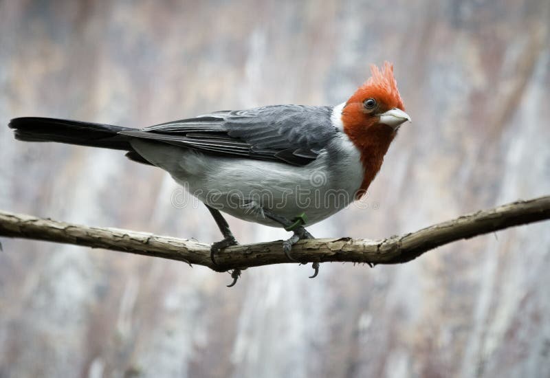 Red Crested Cardinal (paroaria Coronata) Stock Image - Image of ...