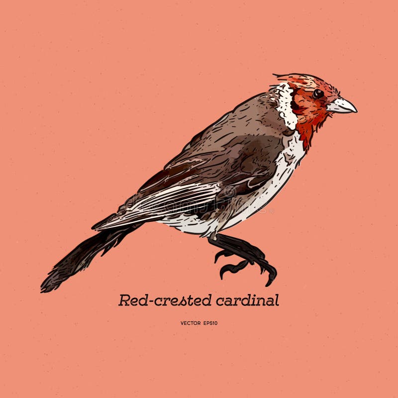 Red-crested Cardinal, Paroaria Coronata, Single Bird. Hand Draw Sketch ...