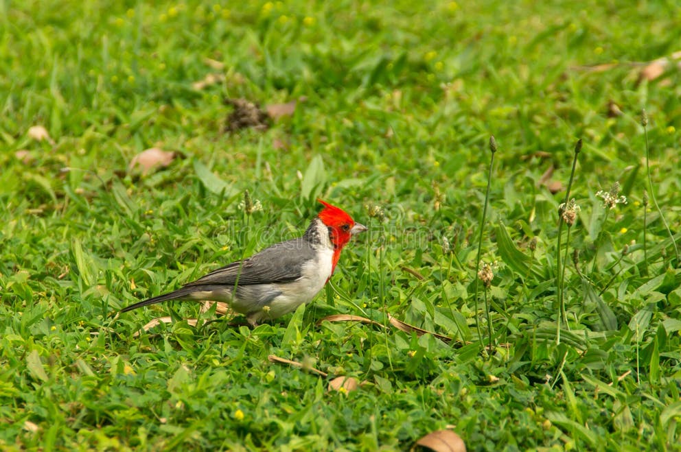 Red-crested cardinal stock image. Image of exotic, wildlife - 240043555