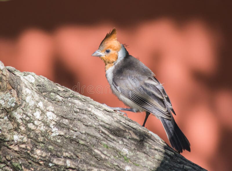 Red crested cardinal stock photo. Image of natural, beak - 51667684