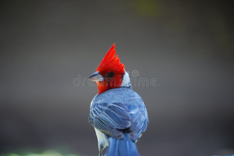 Red Crested Cardinal with a Tall Red Crown Stock Image - Image of ...