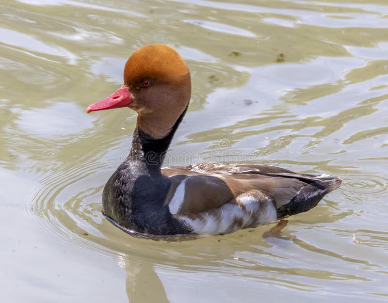 A Red-crested Duck Netta Rufina in the Water Stock Photo - Image of ...