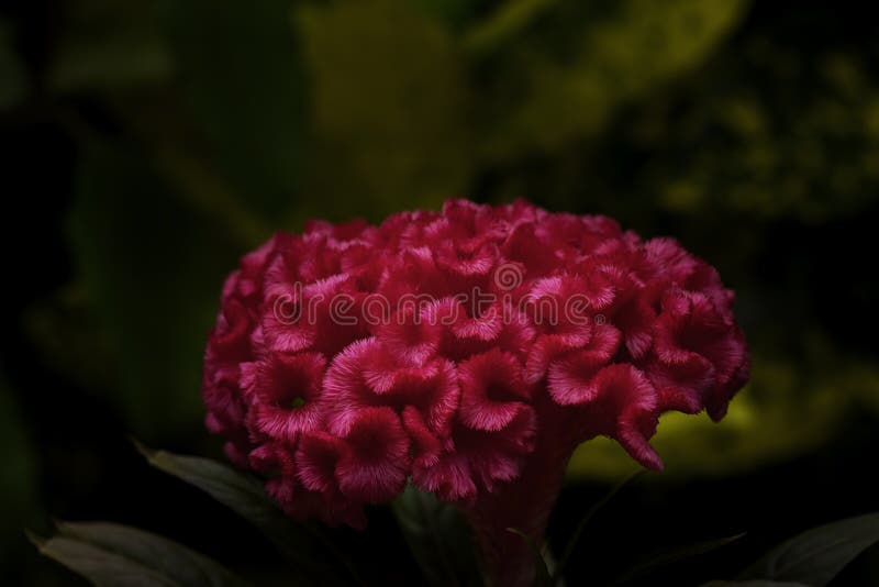 Red crested flower stock image. Image of cockscomb, decoration - 187097227
