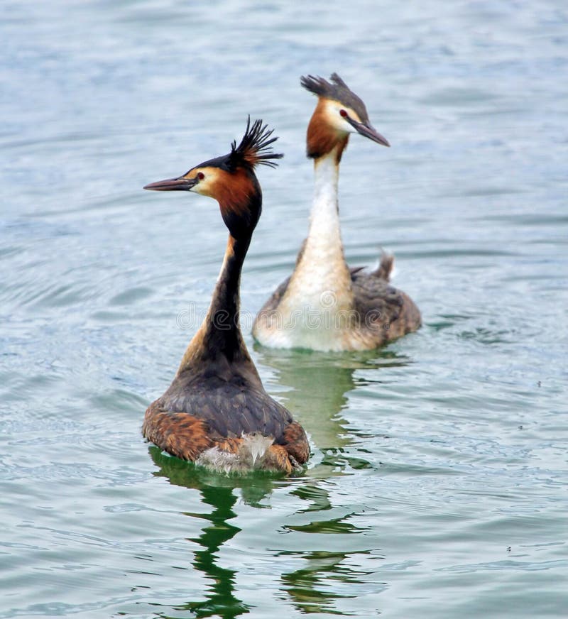 Red Crested Grebe Duck Parade Stock Image - Image of great, male: 31221531