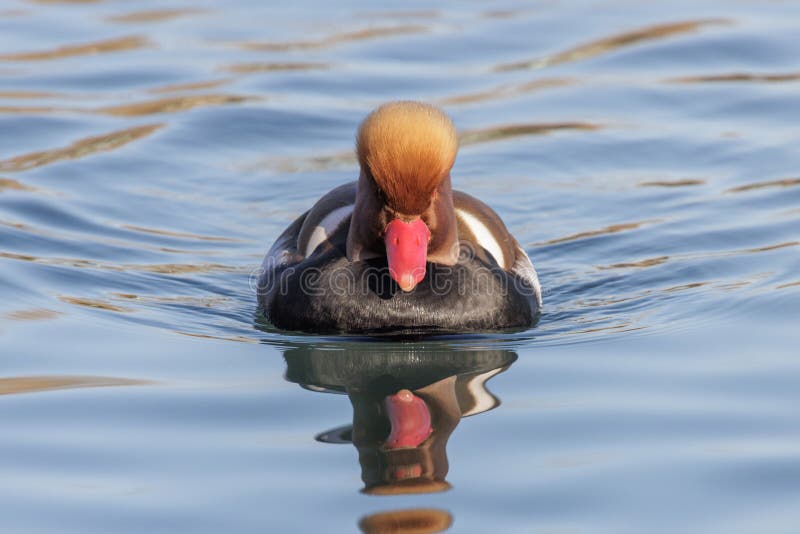 Red crested Pochard stock image. Image of wildlife, nature - 365445323