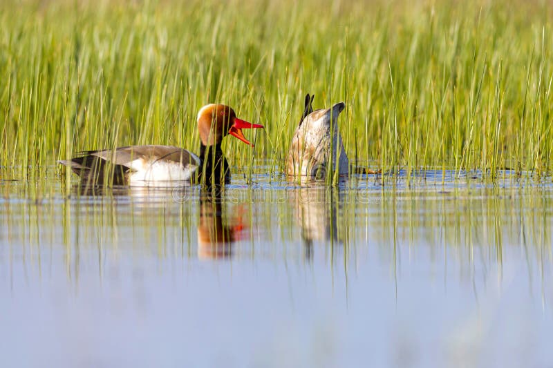 Ducks in Their Natural Habitat. Red-crested Pochard Netta Rufina. Stock ...