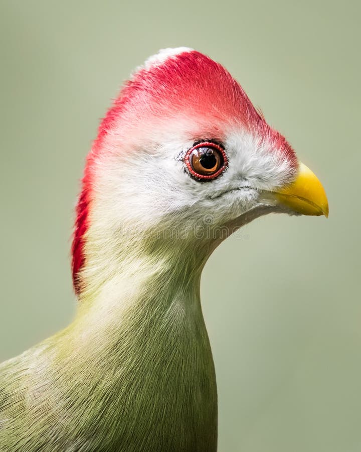 Red-Crested Turaco stock image. Image of bird, crested - 87535343