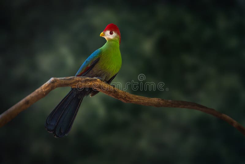 Red-crested Turaco bird stock photo. Image of angola - 305339404