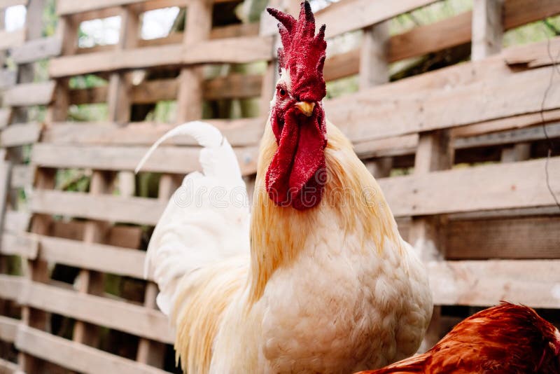 Red-crested White Rooster Looking at the Camera Stock Photo - Image of ...