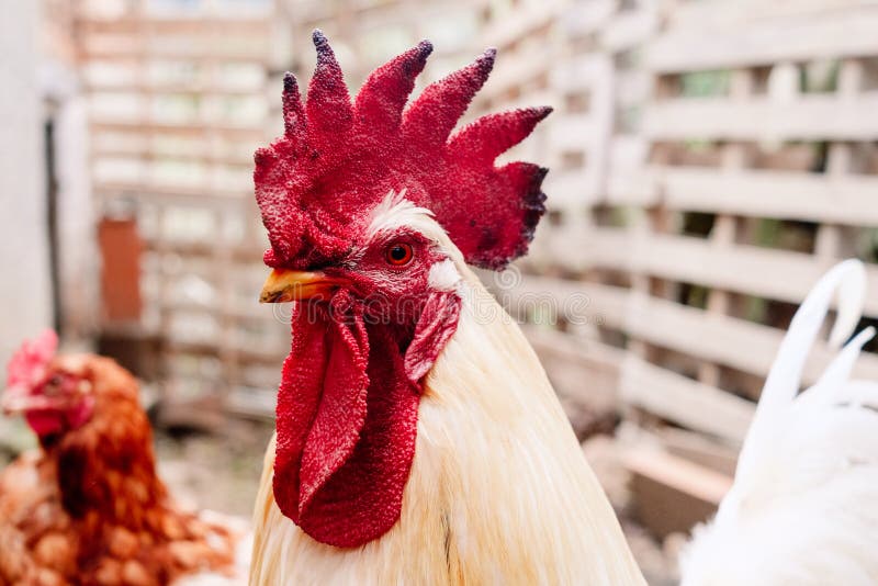 Red-crested White Rooster Looking at the Camera Stock Image - Image of ...