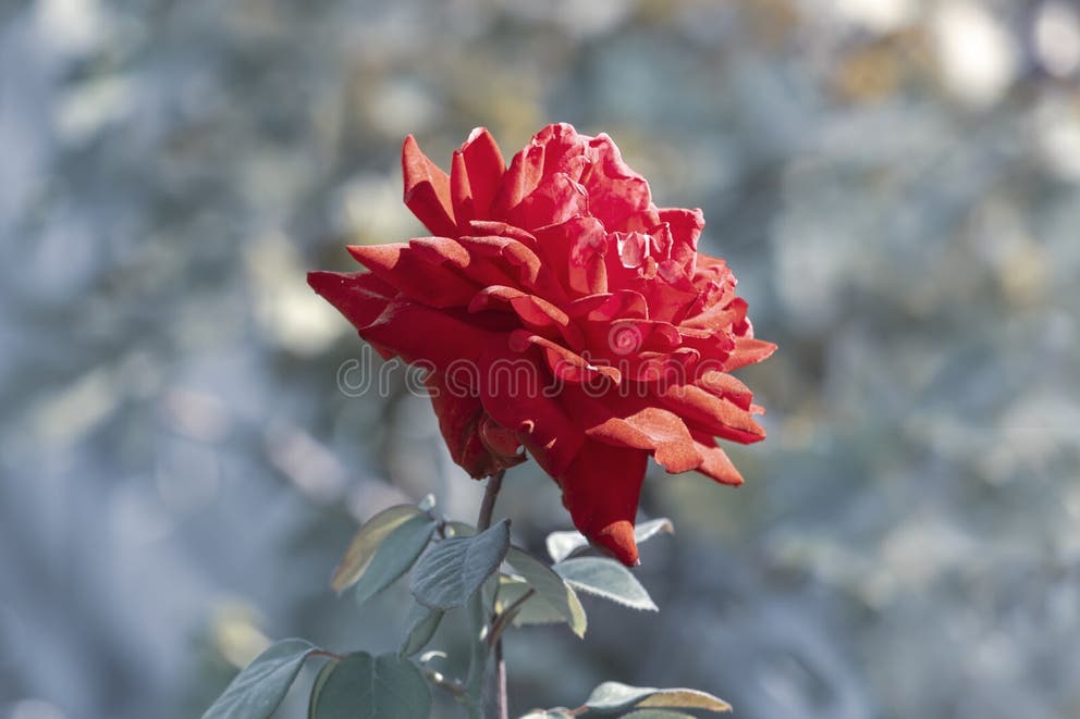 Red Crimean Rose. View from the Front Under the Bright Daylight Sun ...