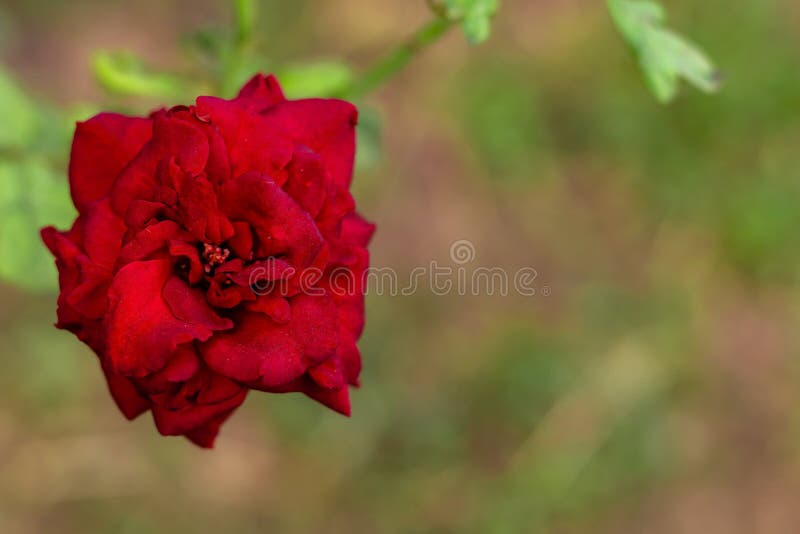 Red Crimson Colored Rose Flower with Blurred Grass and Soil in the ...