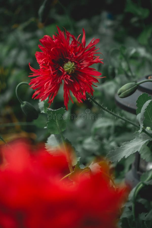 Red Crimson Feathers Poppies in a Garden Stock Image - Image of flowers ...
