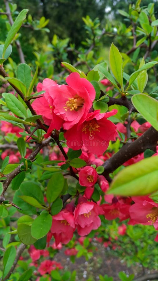 Red Crimson Flowers on a Bush, Macro Stock Image - Image of native ...