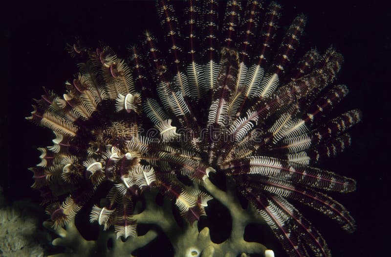 Red crinoid on coral stock photo. Image of saudi, nature - 12335952